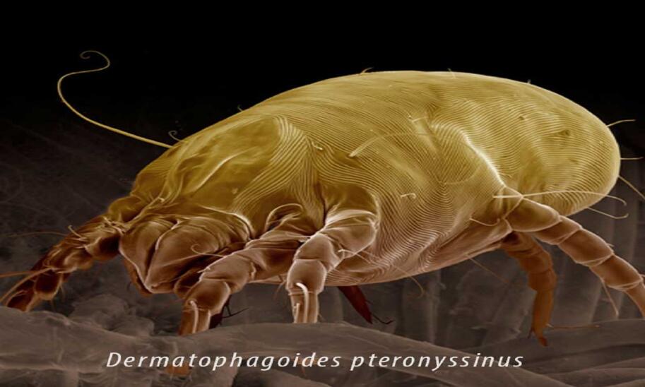 Zabij roztocza streamerem