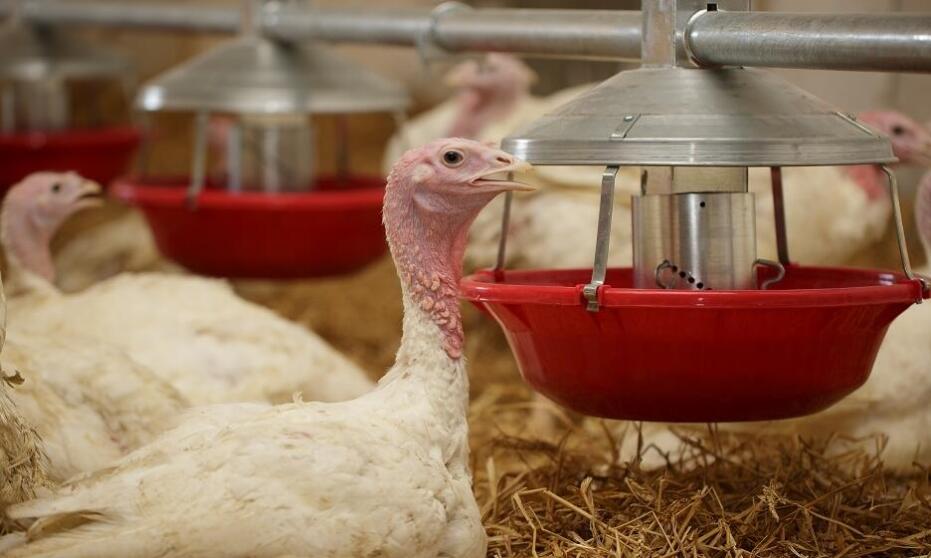 Jakie elementy wyposażenia są niezbędne do hodowli indyków?