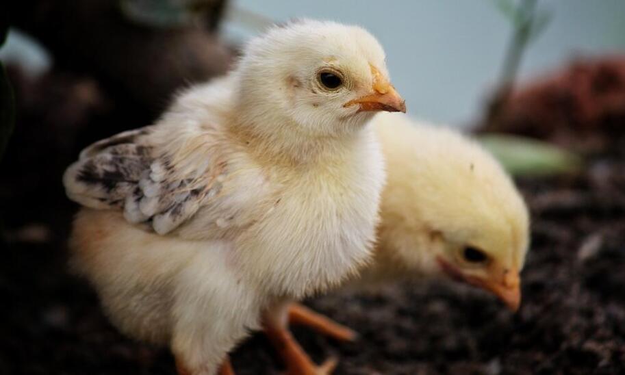 Jak powstają brojlery jednodniowe?
